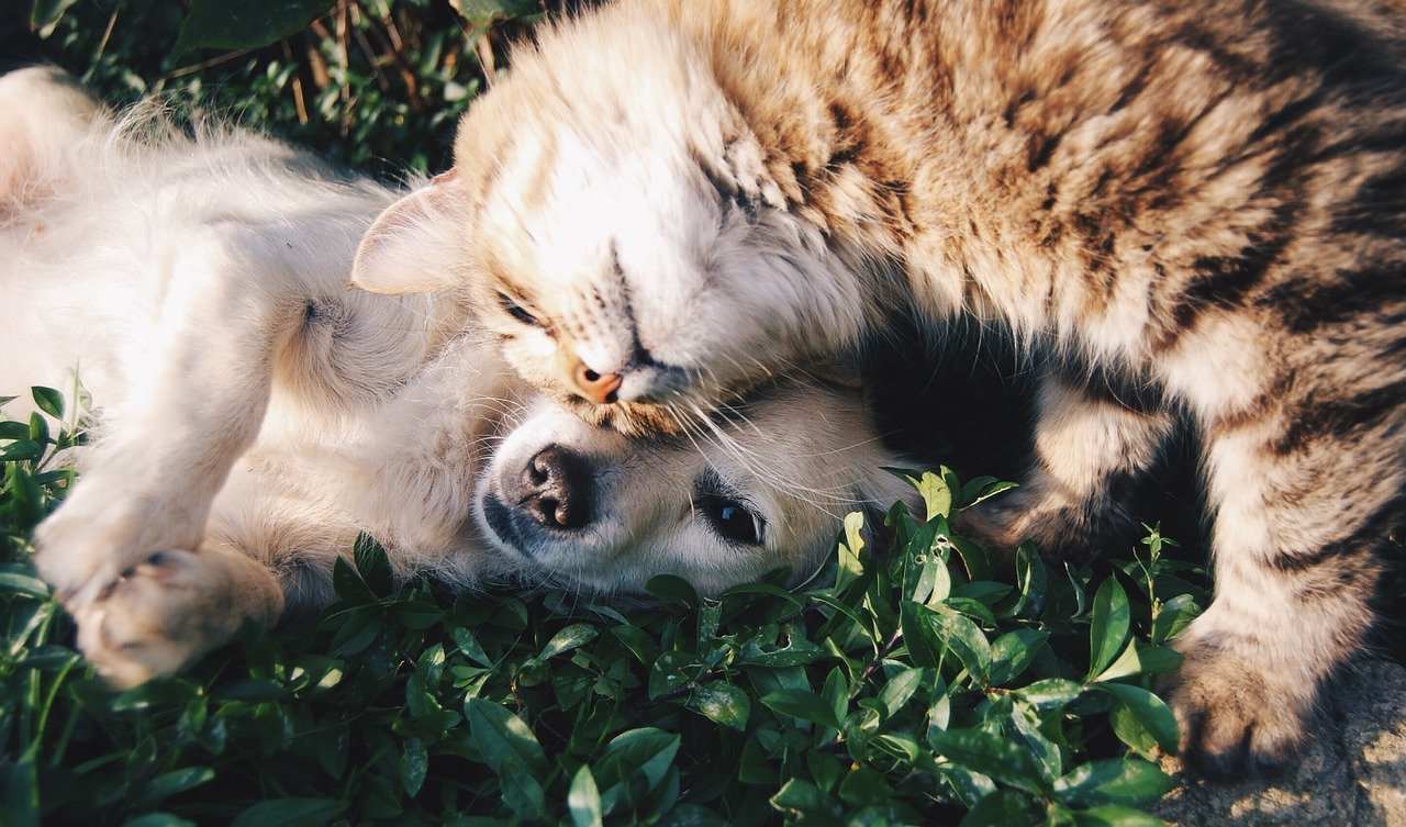 80+ Amazing Animals in German [That You Need To Know] – Emma Loves German